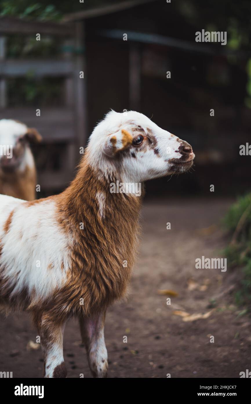 Different farm animals in their natural environment Stock Photo - Alamy