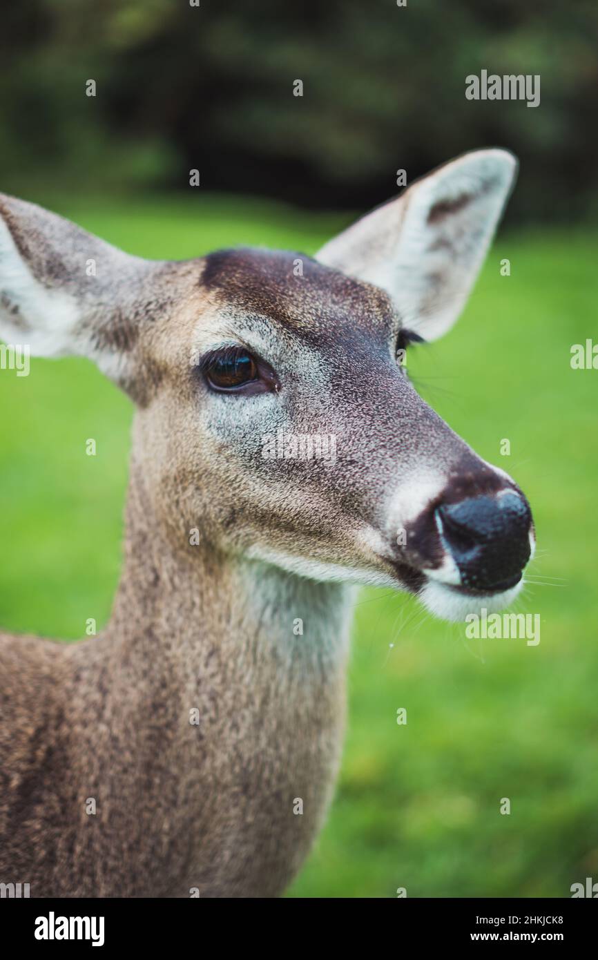 Different farm animals in their natural environment Stock Photo - Alamy