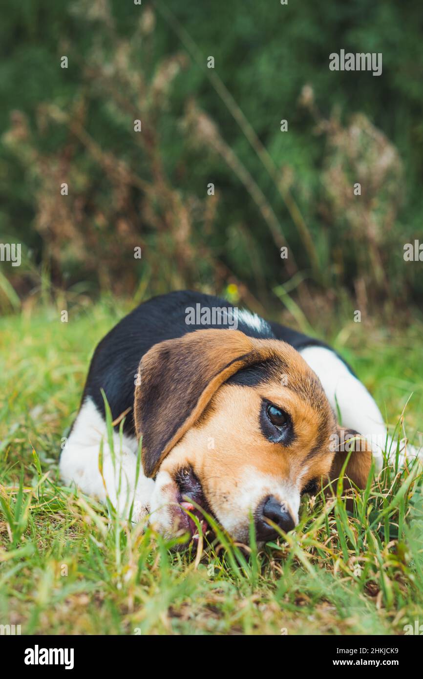 Different farm animals in their natural environment Stock Photo - Alamy