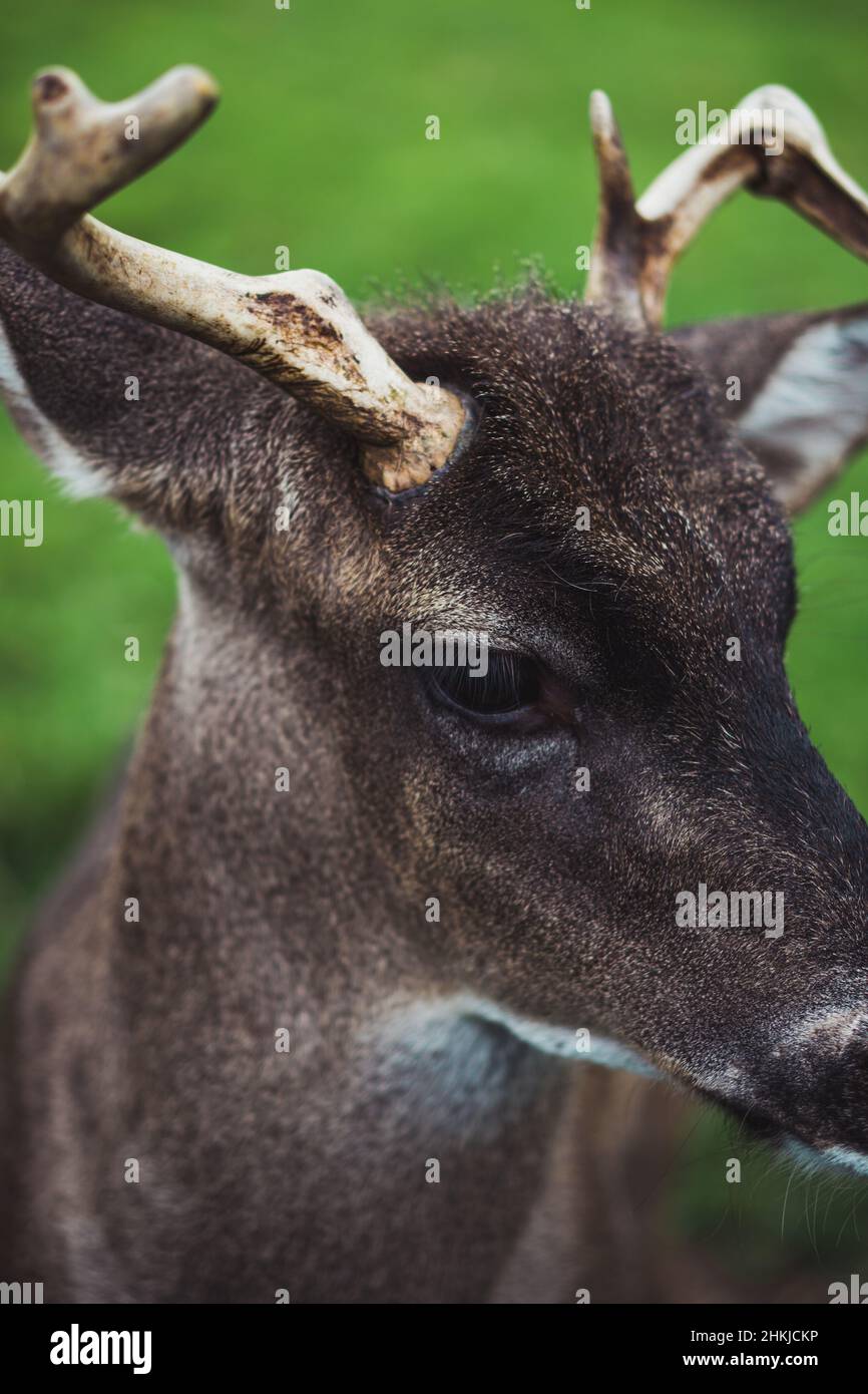 Different farm animals in their natural environment Stock Photo - Alamy