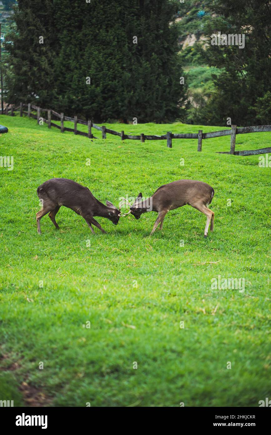 Different farm animals in their natural environment Stock Photo - Alamy