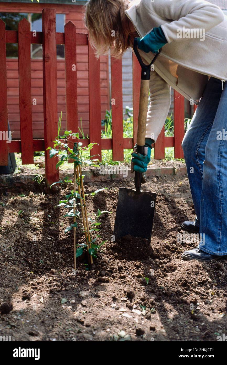 Woman using spade to tip soil around clematis plant Stock Photo - Alamy
