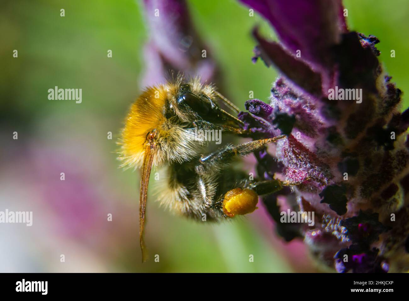 Macro of a Moss carder bee (bombus muscorum) feeding on a lanvender ...