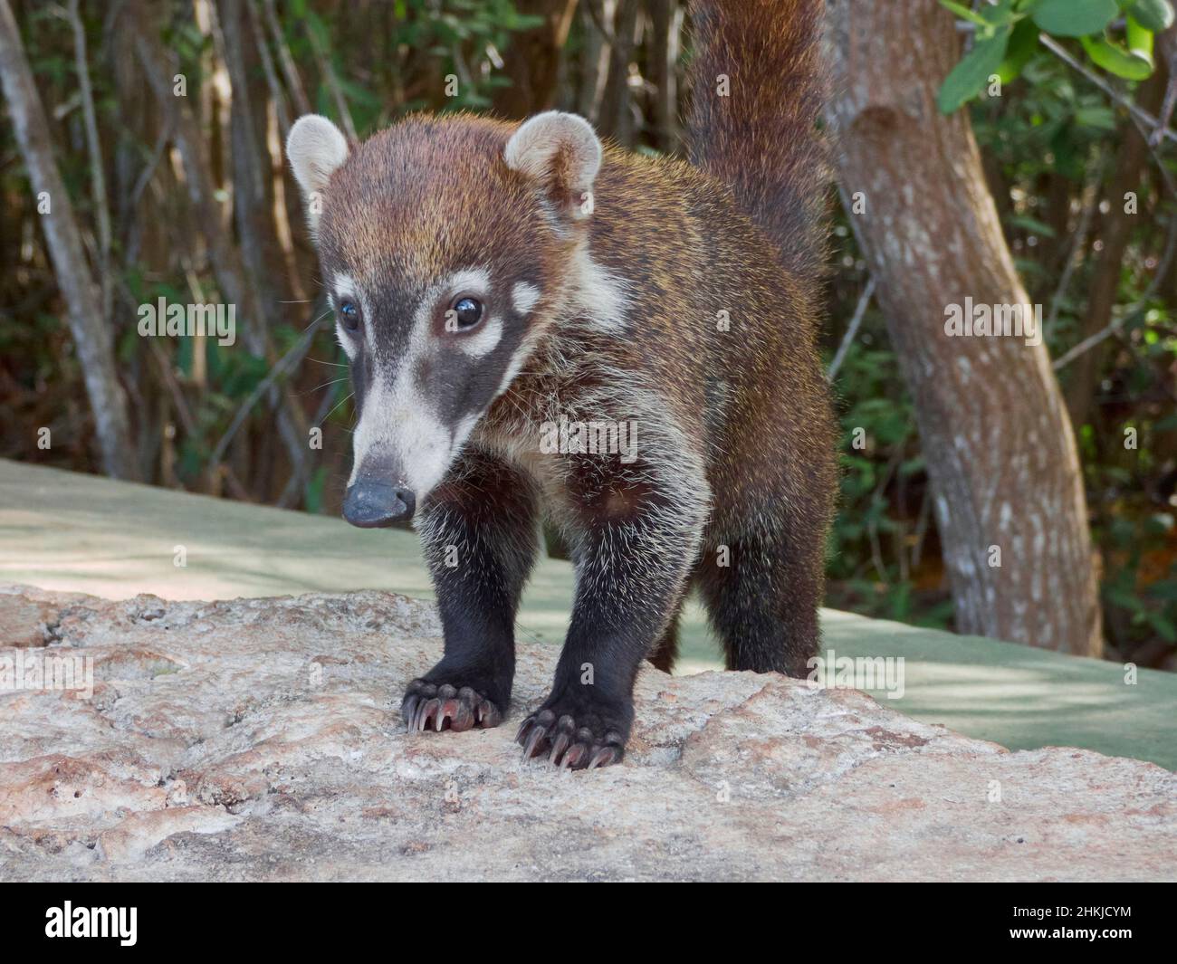 Coati in wild hi-res stock photography and images - Alamy