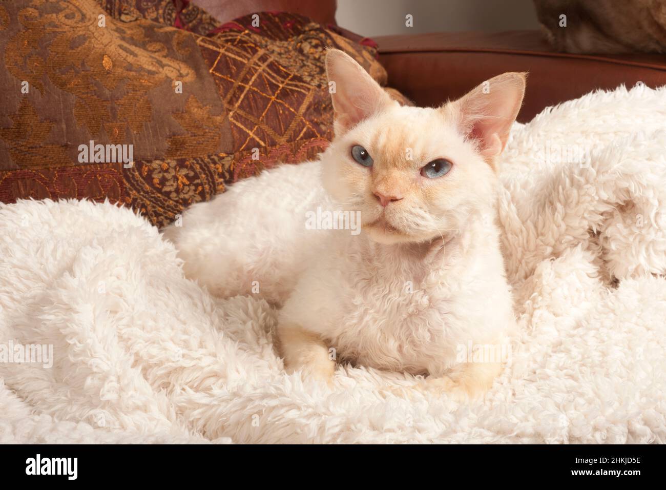 Cream point si-rex Devon rex cat Stock Photo - Alamy