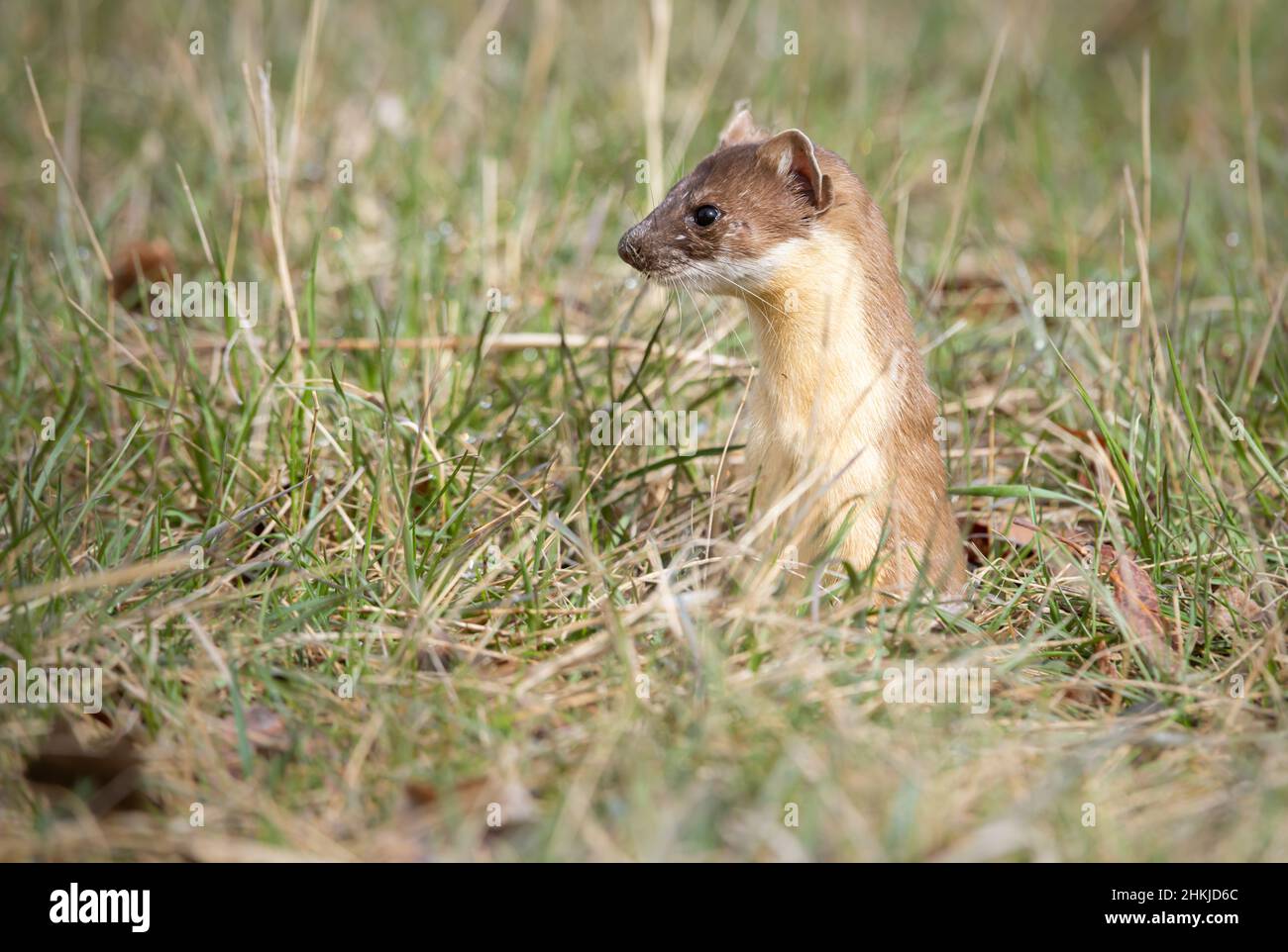 Long tailed weasel in the wild Stock Photo - Alamy