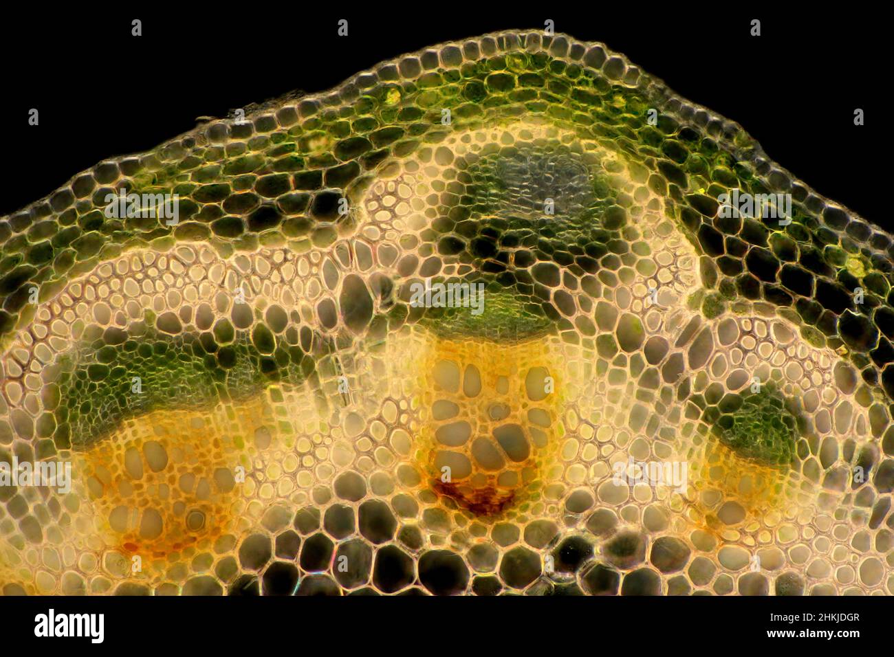 Spring pea stalk, light micrograph Stock Photo - Alamy