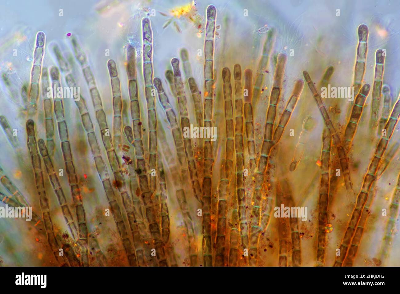 Audouinella sp., light micrograph Stock Photo - Alamy