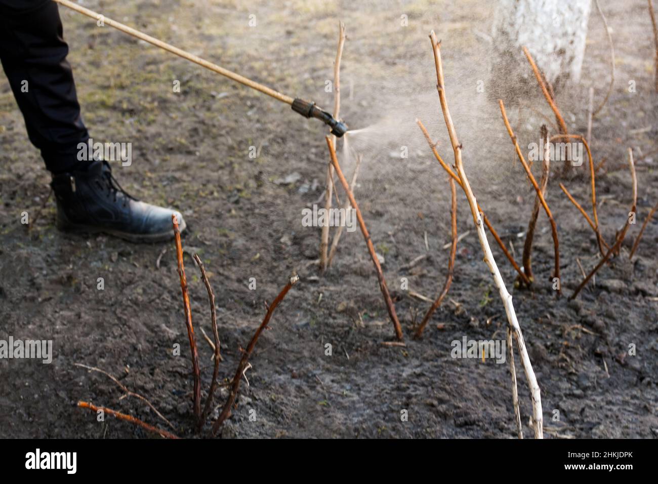 Farmer man spraying tree with manual pesticide sprayer against insects ...