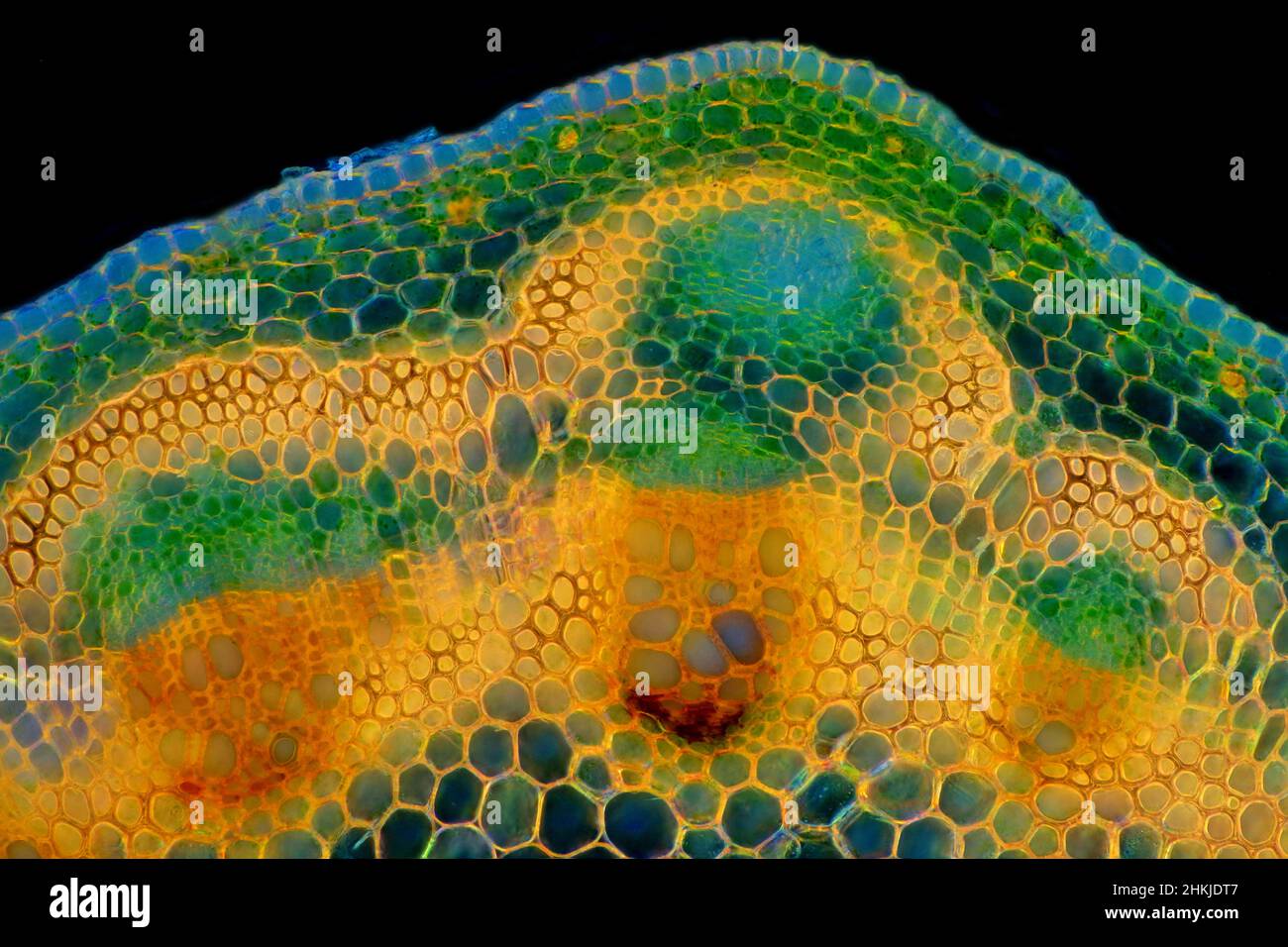 Spring pea stalk, light micrograph Stock Photo - Alamy