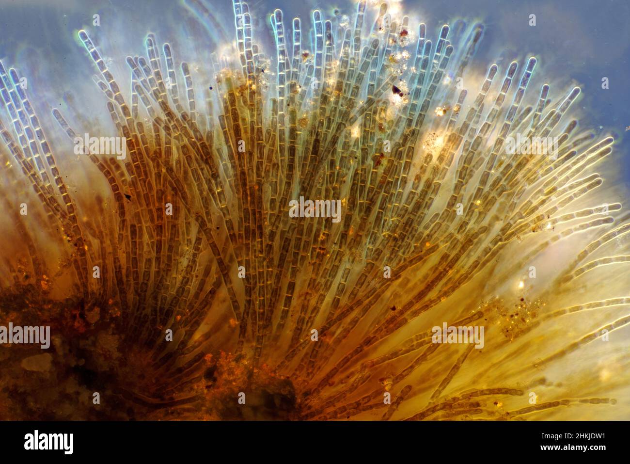 Audouinella sp. red algae, light micrograph Stock Photo - Alamy