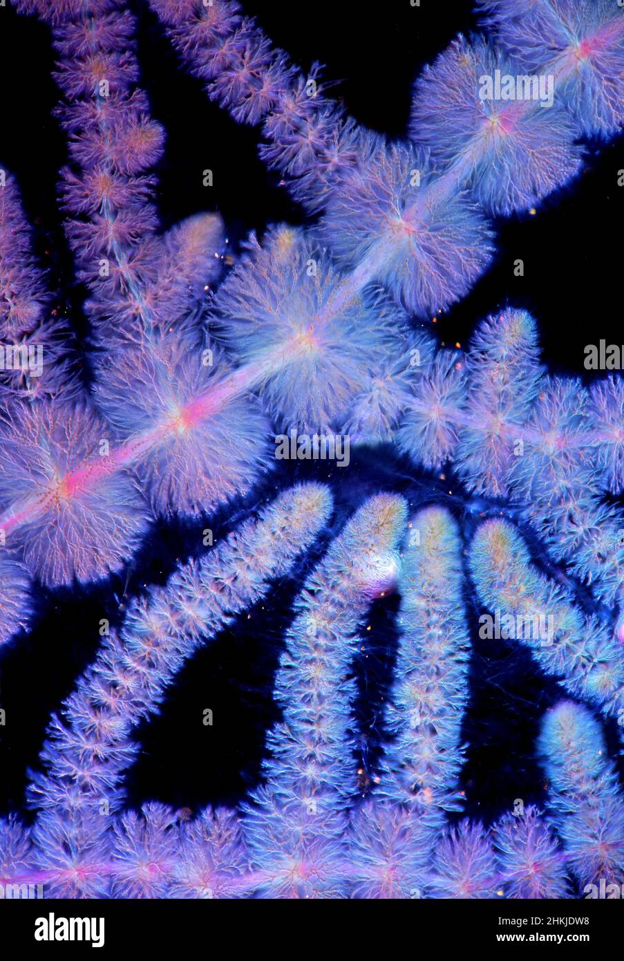 Batrachospermum sp. red algae, polarised light micrograph Stock Photo ...