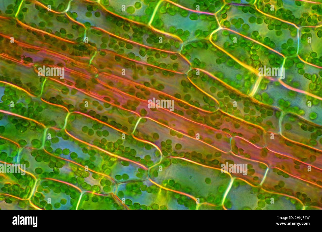 Canadian pondweed (Elodea canadensis), light micrograph Stock Photo - Alamy