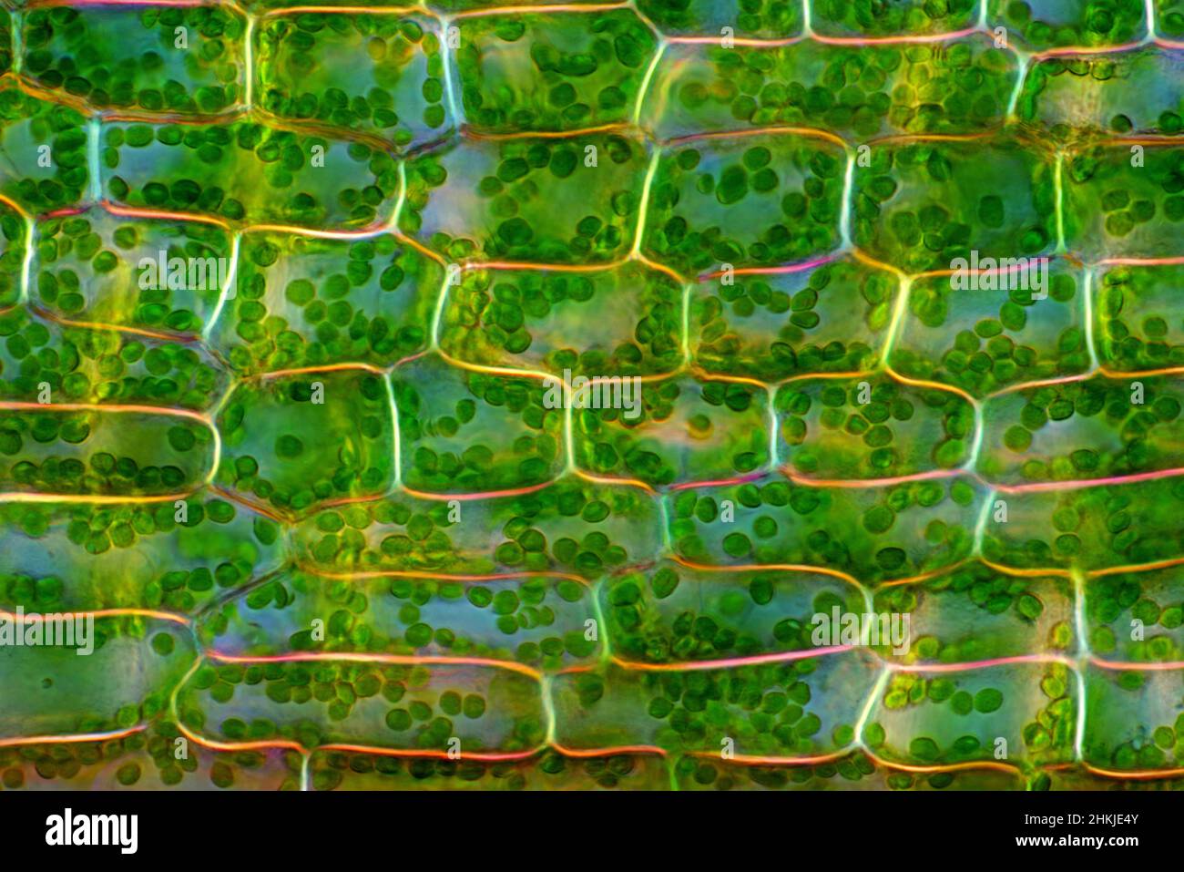 Canadian pondweed (Elodea canadensis), light micrograph Stock Photo - Alamy