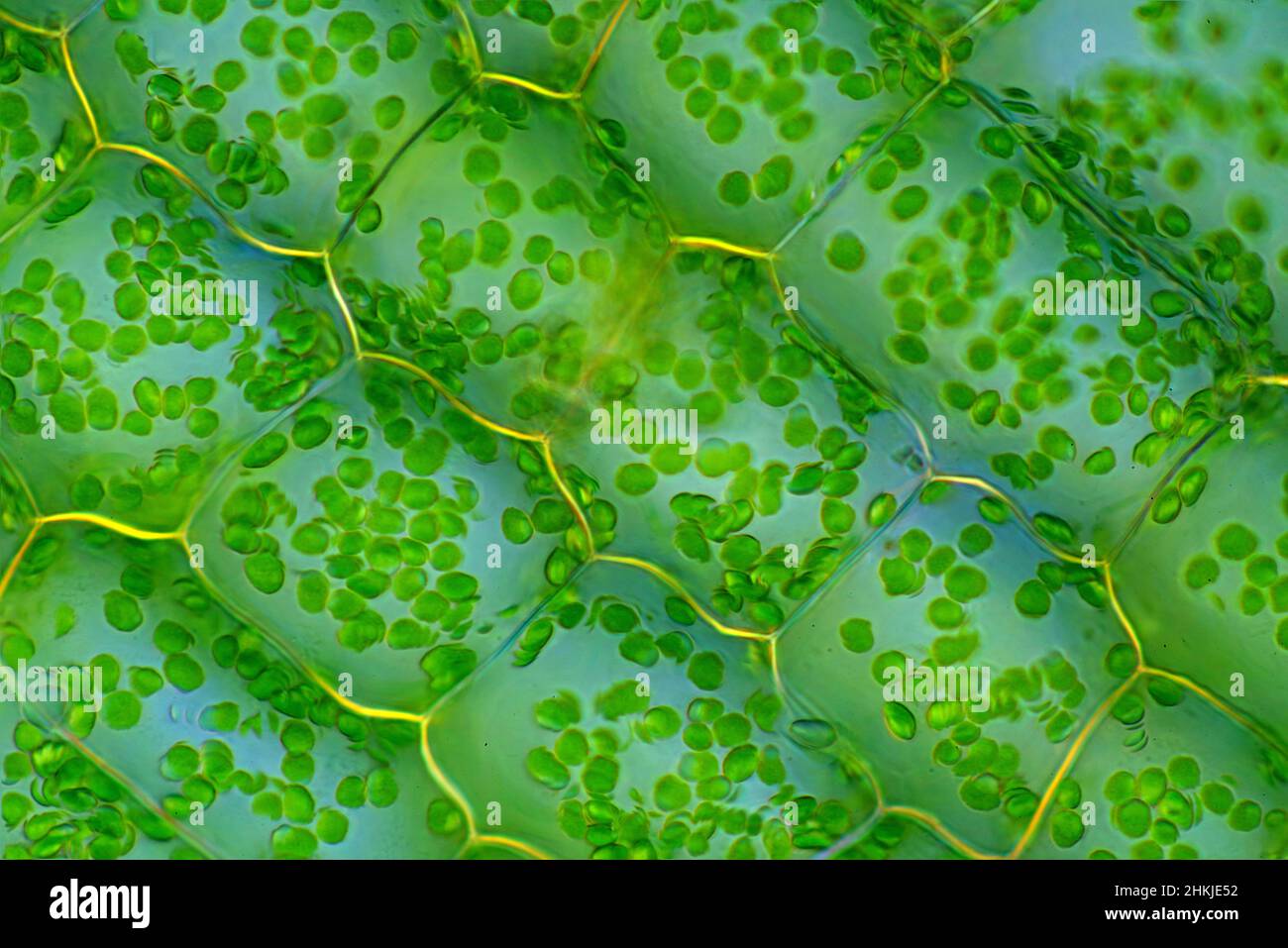 Elodea canadensis leaf cells, polarised light micrograph Stock Photo ...