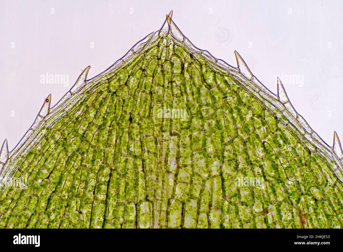 Elodea canadensis leaf cells, light micrograph Stock Photo - Alamy