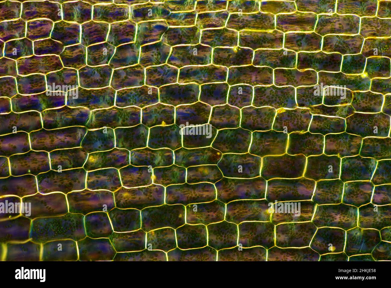 Elodea canadensis leaf cells, light micrograph Stock Photo - Alamy