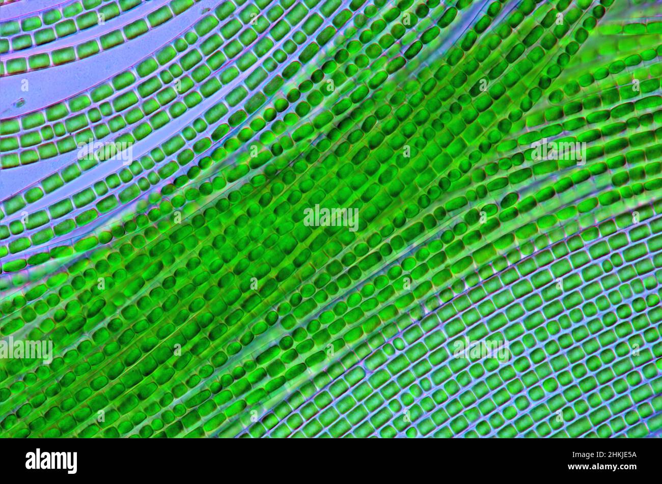 Filamentous green algae, polarised light micrograph Stock Photo - Alamy