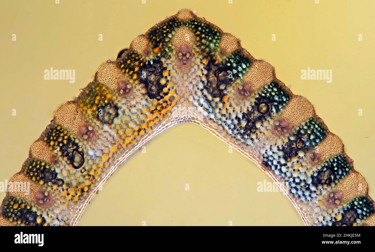 Grass leaf, polarised light micrograph Stock Photo - Alamy