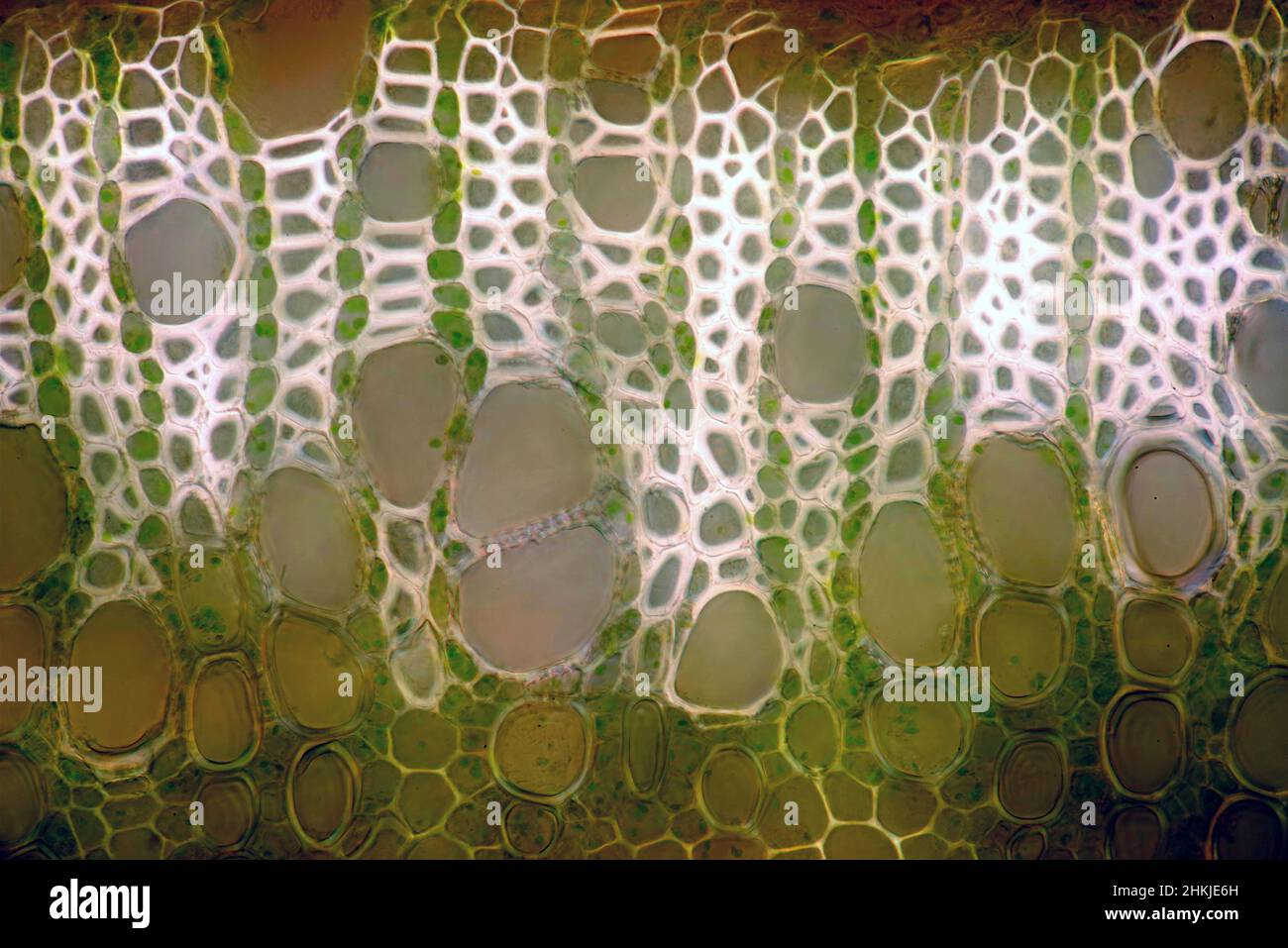 Mint stalk, polarised light micrograph Stock Photo - Alamy