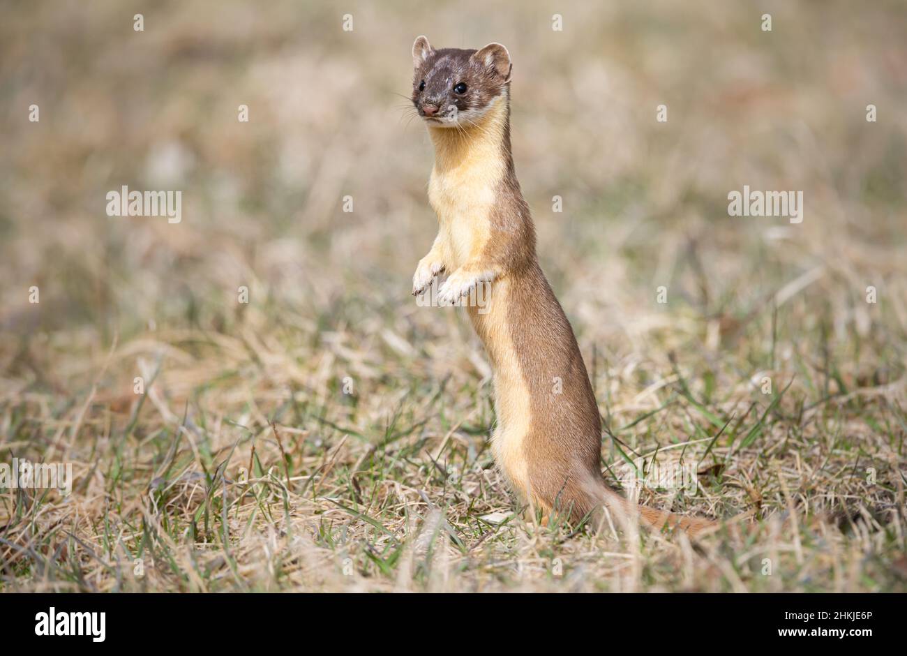 Long tailed weasel in the wild Stock Photo - Alamy
