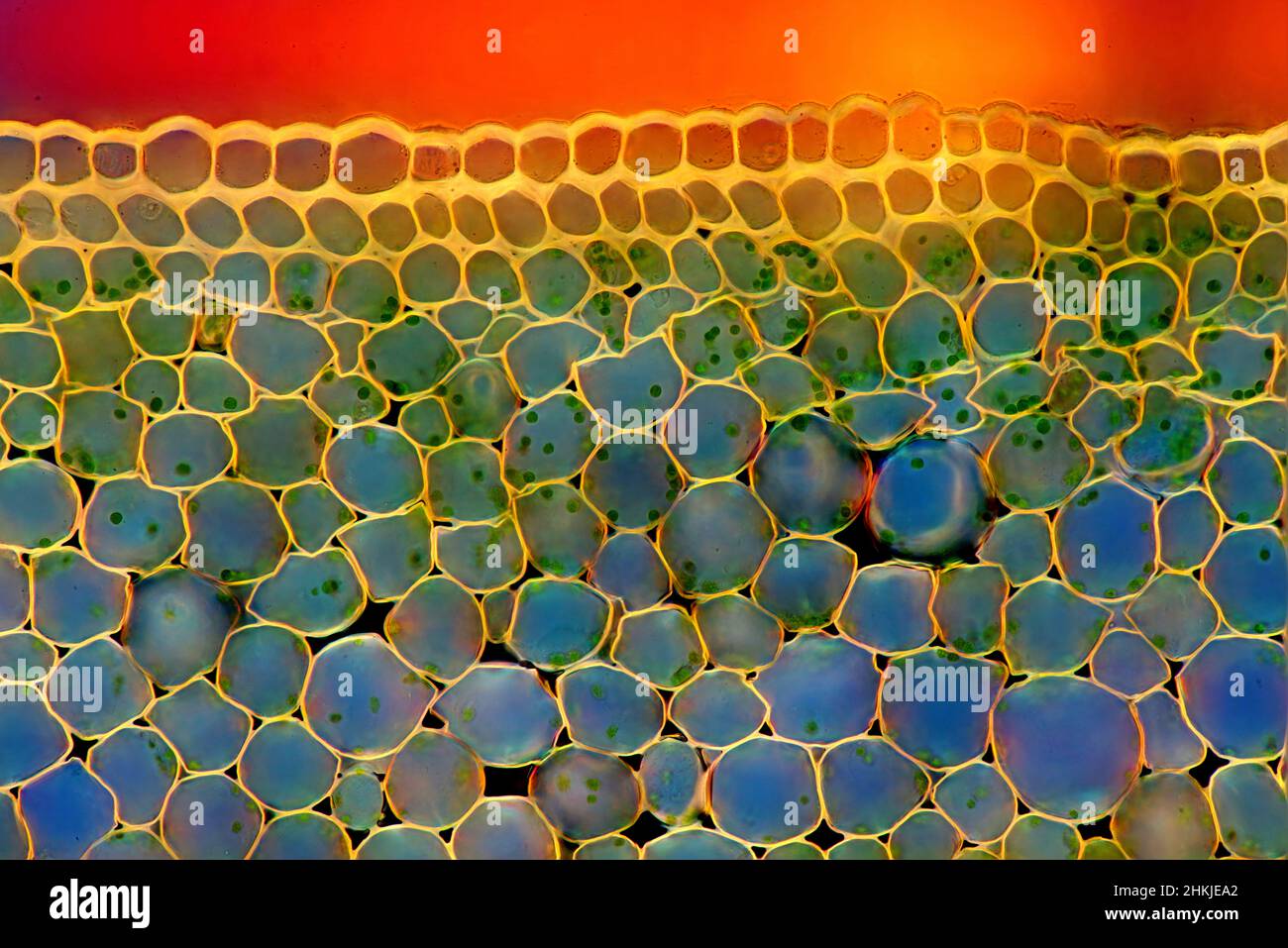 Plantain lily (Hosta sp.) stalk, light micrograph Stock Photo - Alamy