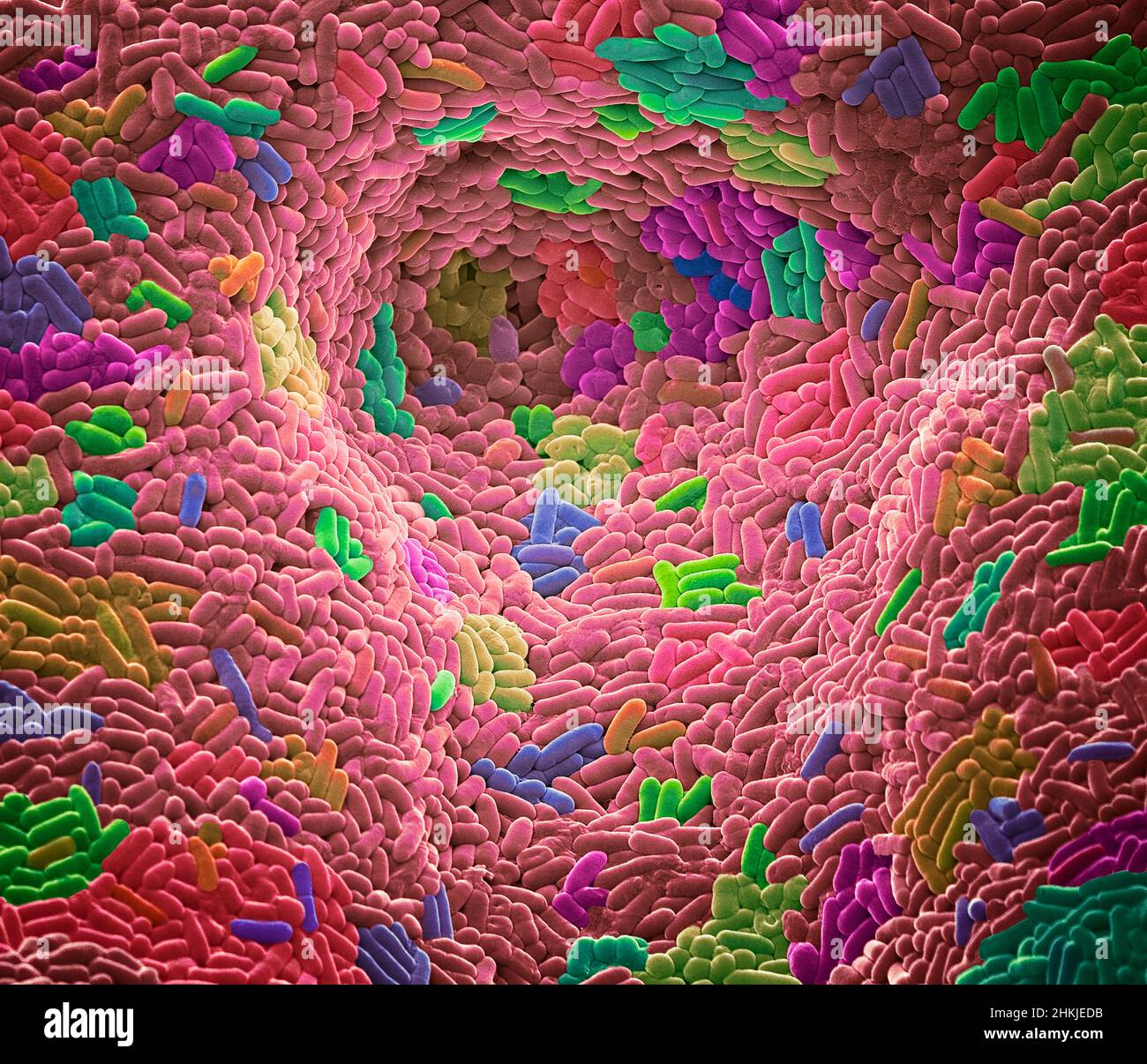 Skin bacteria, SEM Stock Photo - Alamy