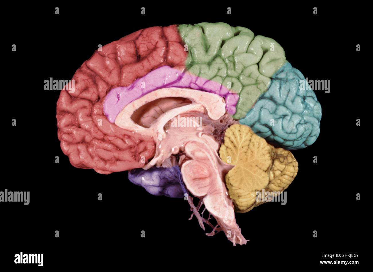 Human brain structures Stock Photo - Alamy