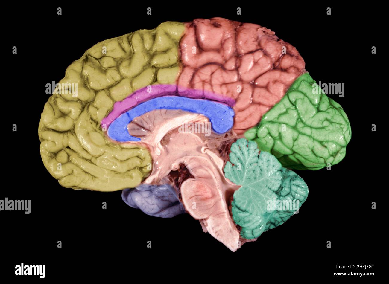 Human brain structures Stock Photo - Alamy