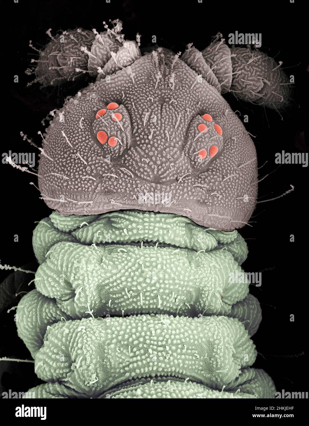 Electron Micrograph of a springtail Stock Photo - Alamy