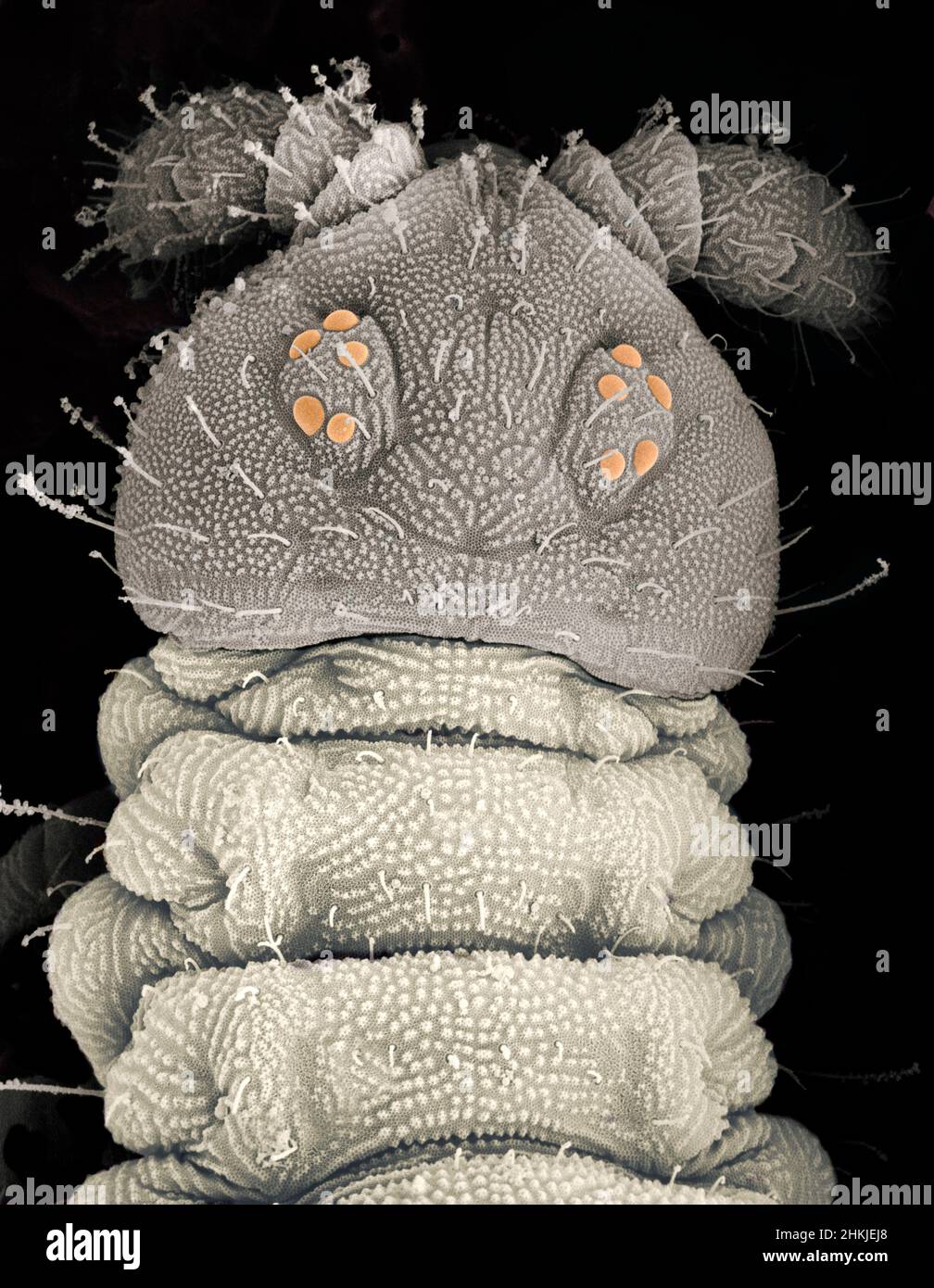 Electron Micrograph of a springtail Stock Photo - Alamy