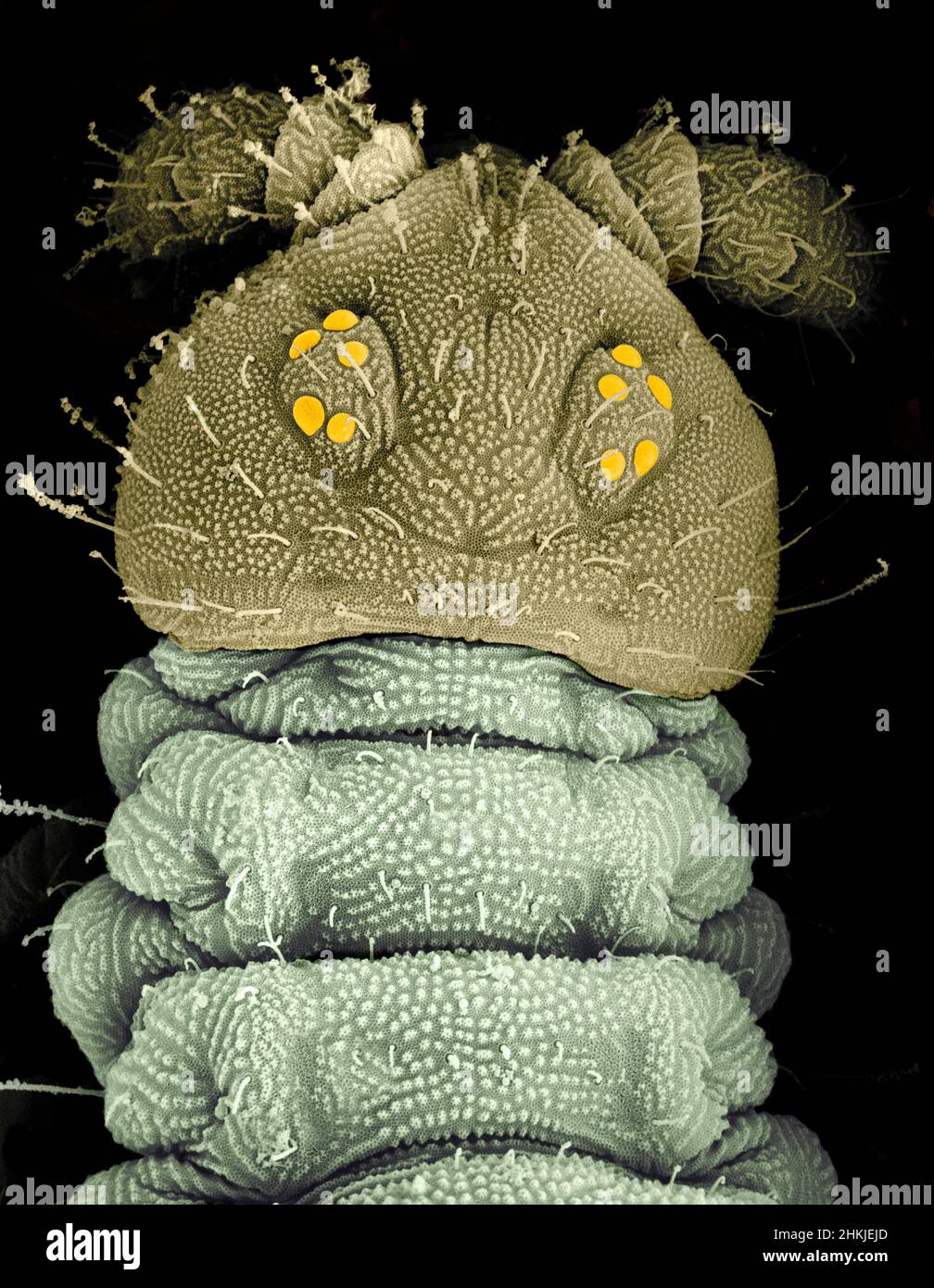 Electron Micrograph of a springtail Stock Photo - Alamy