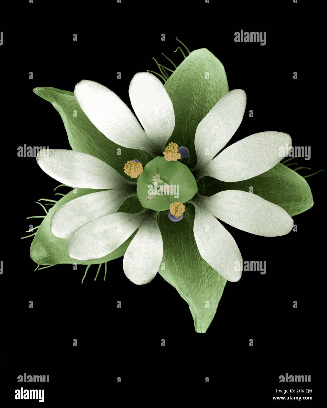 Floral anatomy of Stellaria media Stock Photo - Alamy