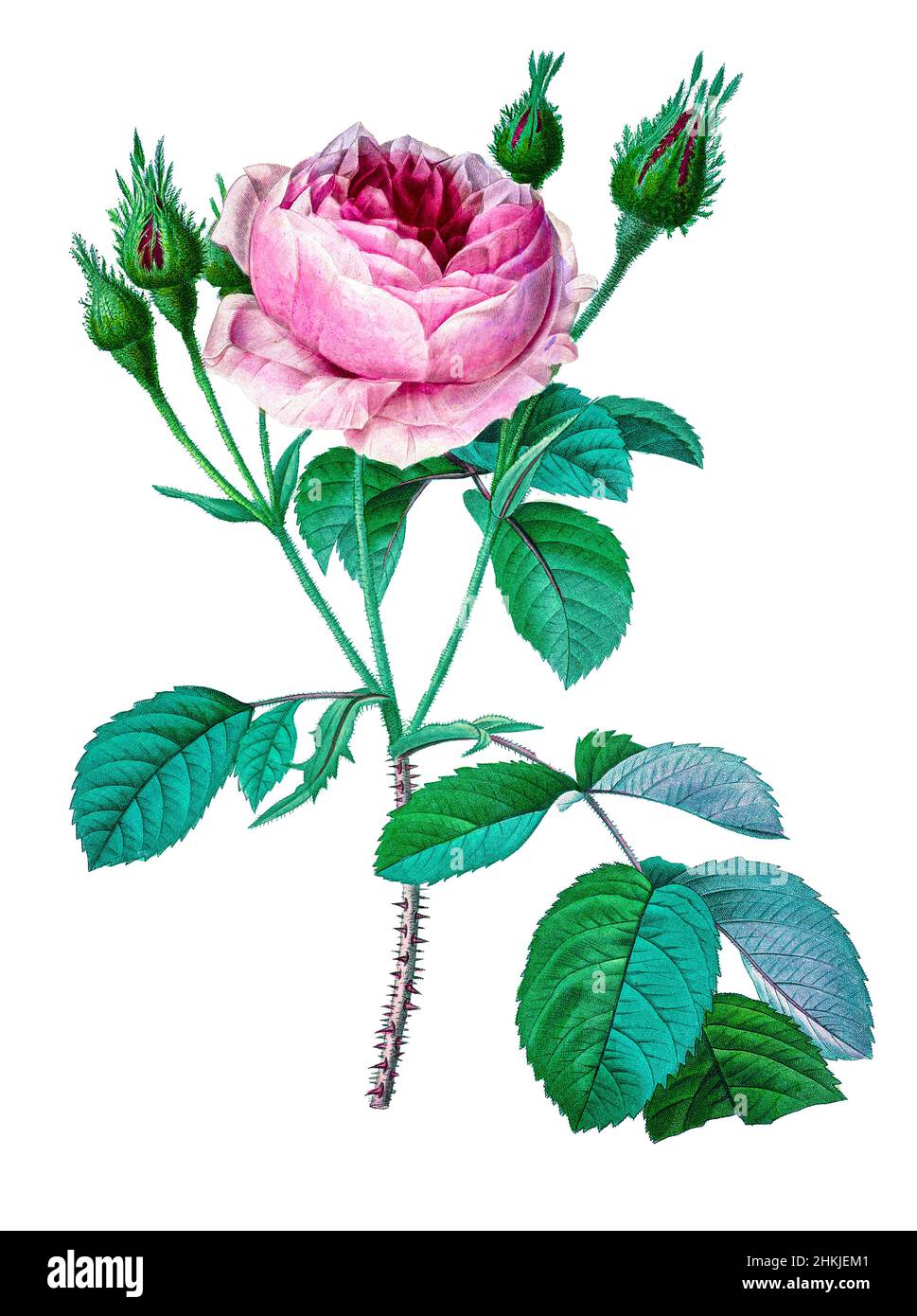 Pink rose bush, 19th century illustration Stock Photo - Alamy