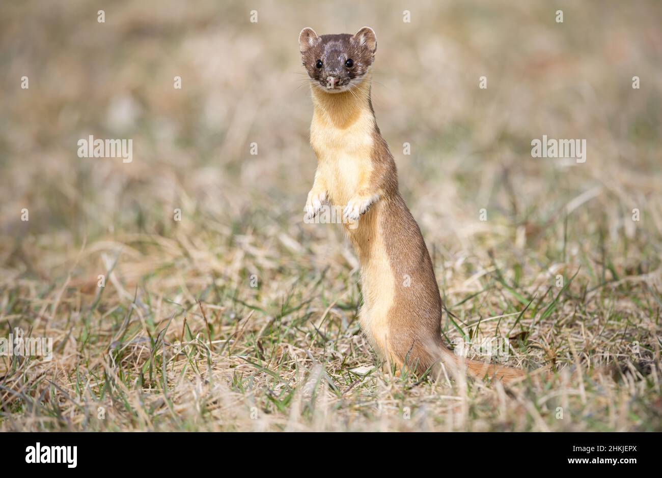 Long tailed weasel in the wild Stock Photo - Alamy