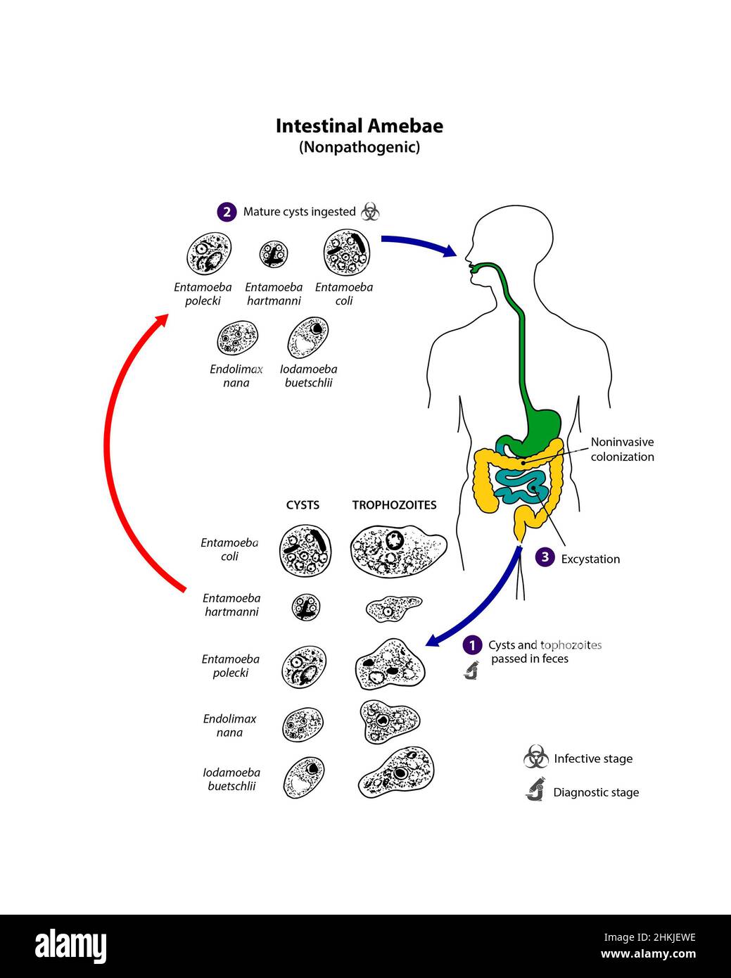 Life cycle of non-pathogenic intestinal amoeba Stock Photo - Alamy