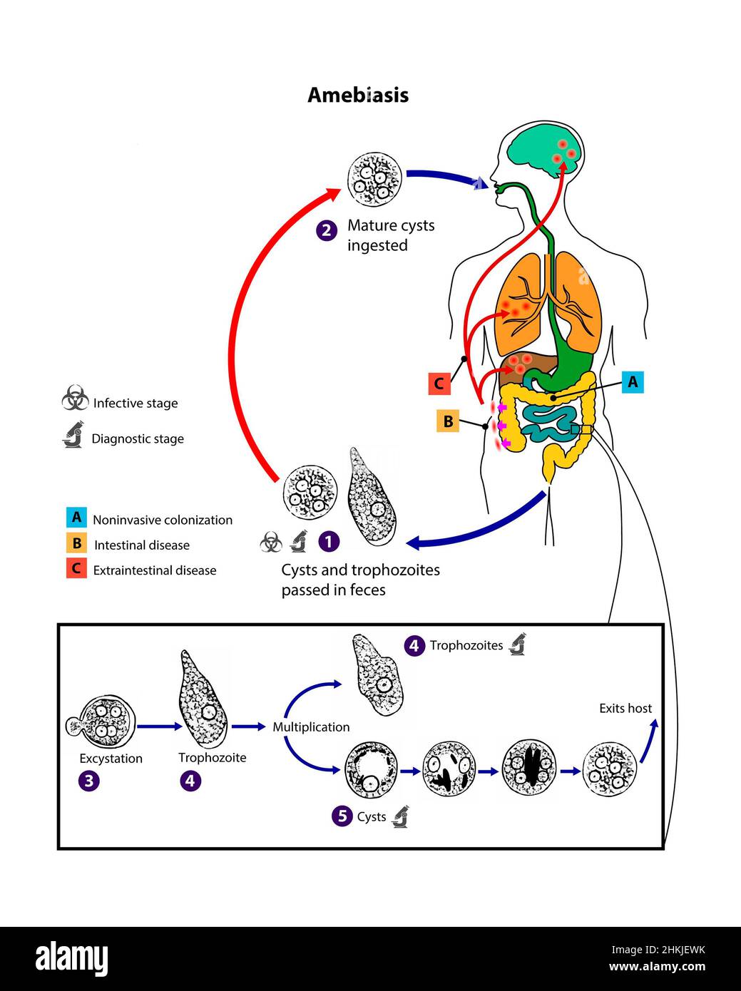 Entamoeba histolytica life cycle Stock Photo - Alamy