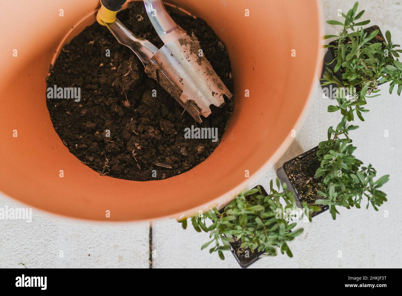 Terra cotta pot with dirt and digging tool with Lavender plants Stock ...