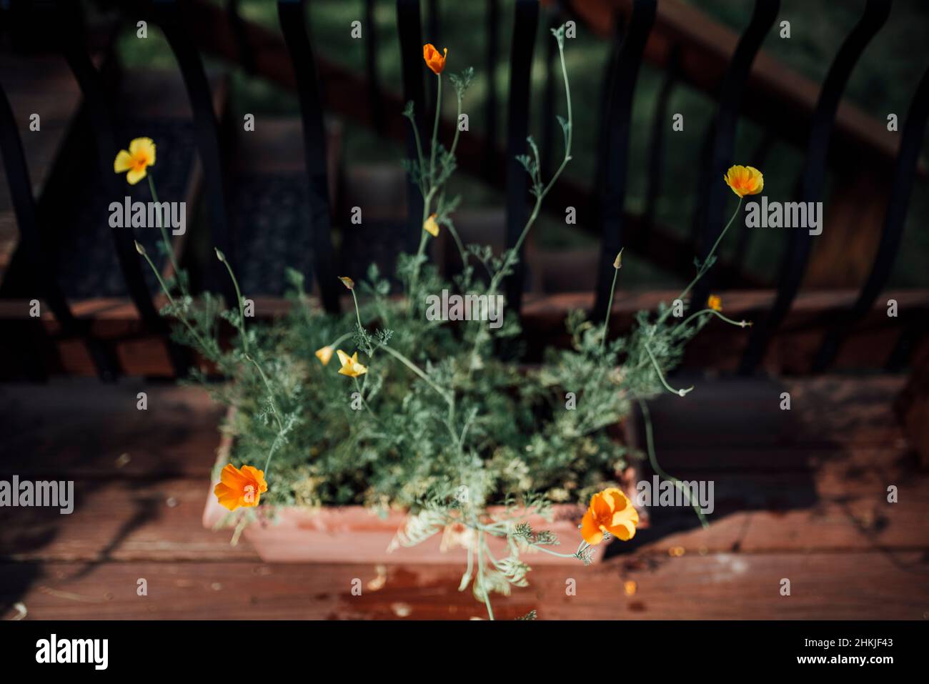 Top view of orange poppies in planter on deck Stock Photo - Alamy