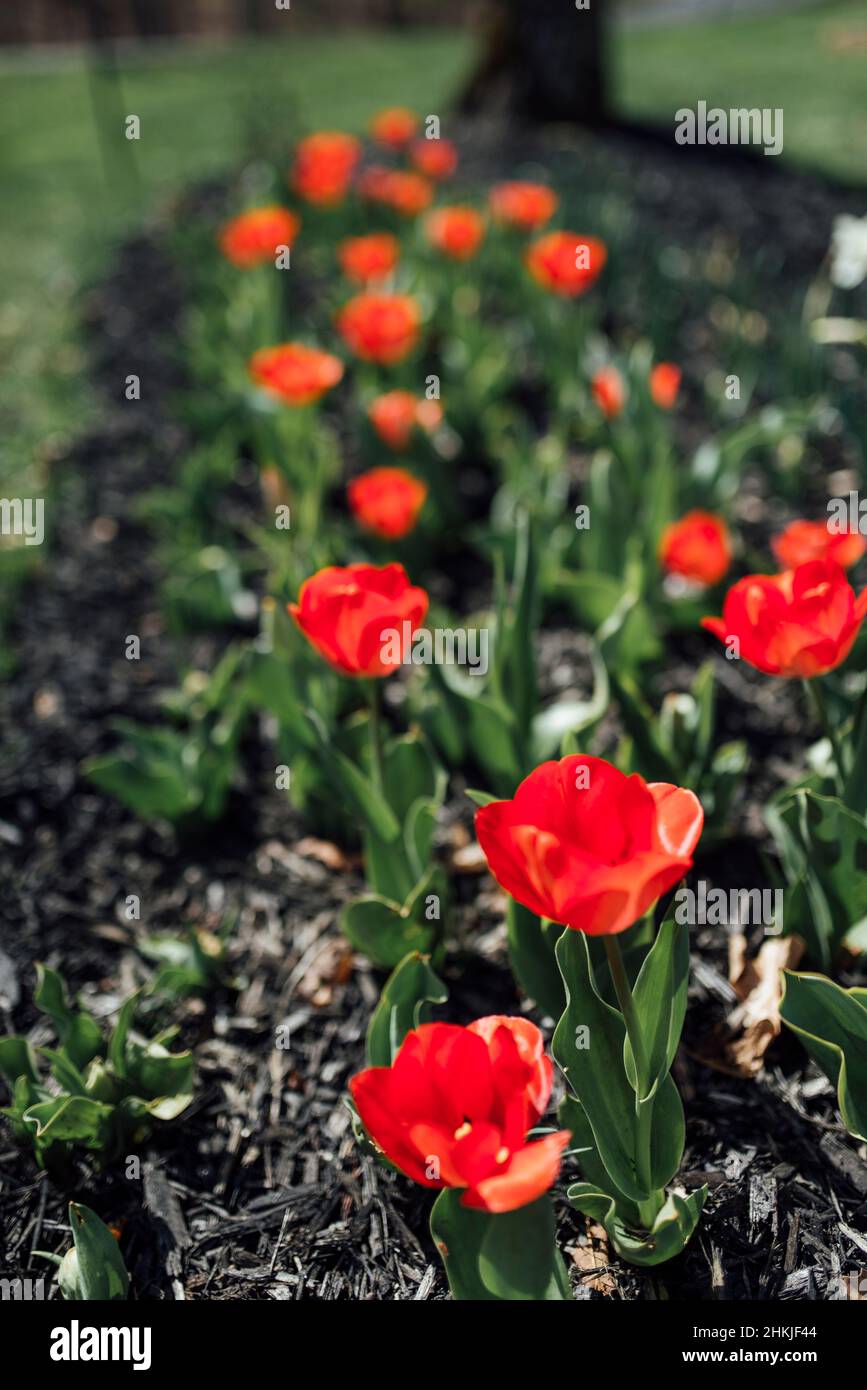 Rows of spring bulbs hi-res stock photography and images - Alamy
