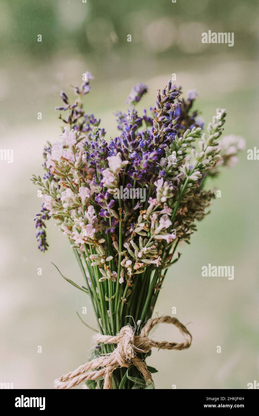Up close photo of lavender tied together with rope Stock Photo - Alamy