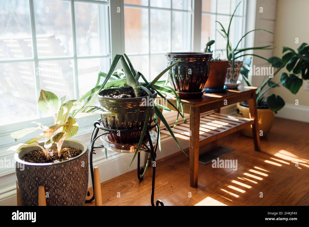 Row of potted plants in front of window Stock Photo - Alamy