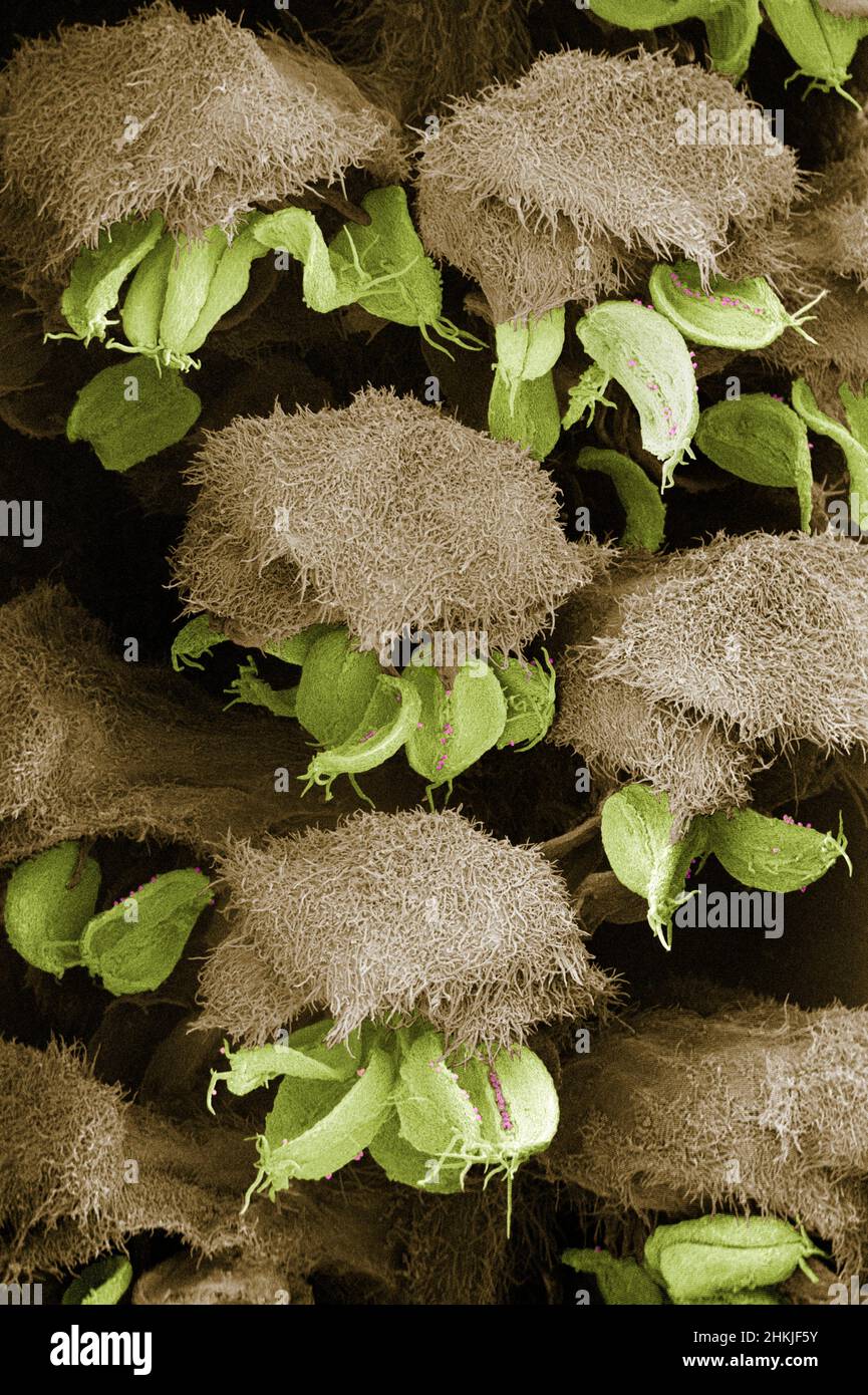 Pollination of hazel, Corylus avellana Stock Photo - Alamy