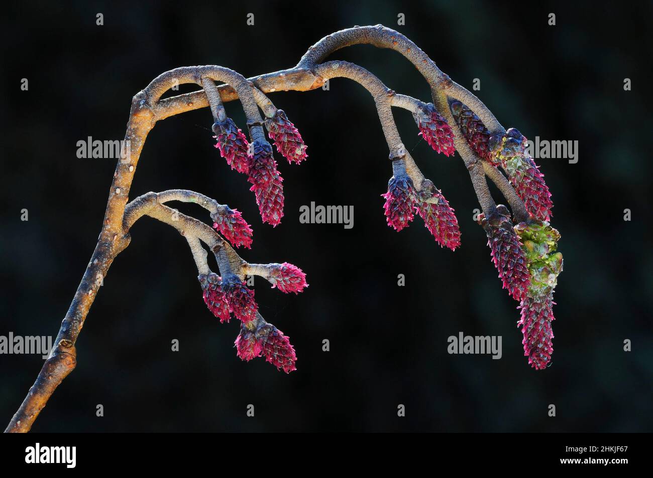 Common alder (Alnus glutinosa) catkins Stock Photo - Alamy