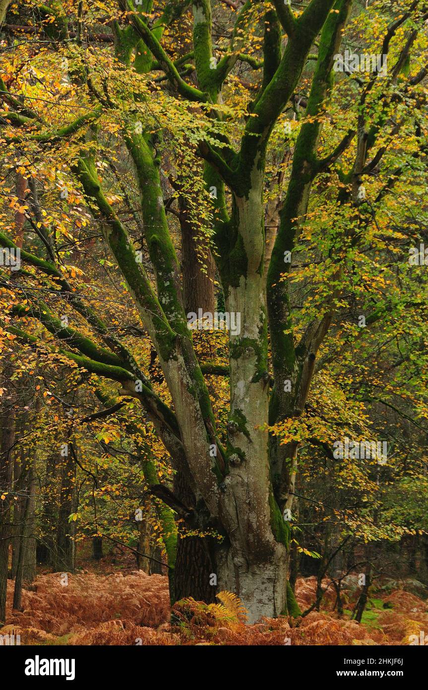Beech tree (Fagus sylvatica Stock Photo - Alamy