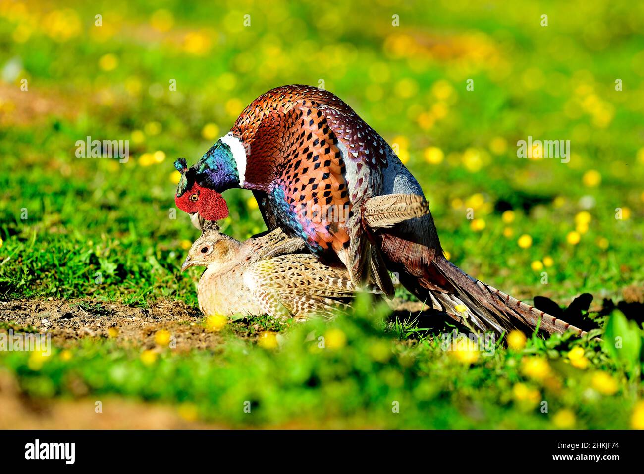 Common pheasants mating Stock Photo - Alamy