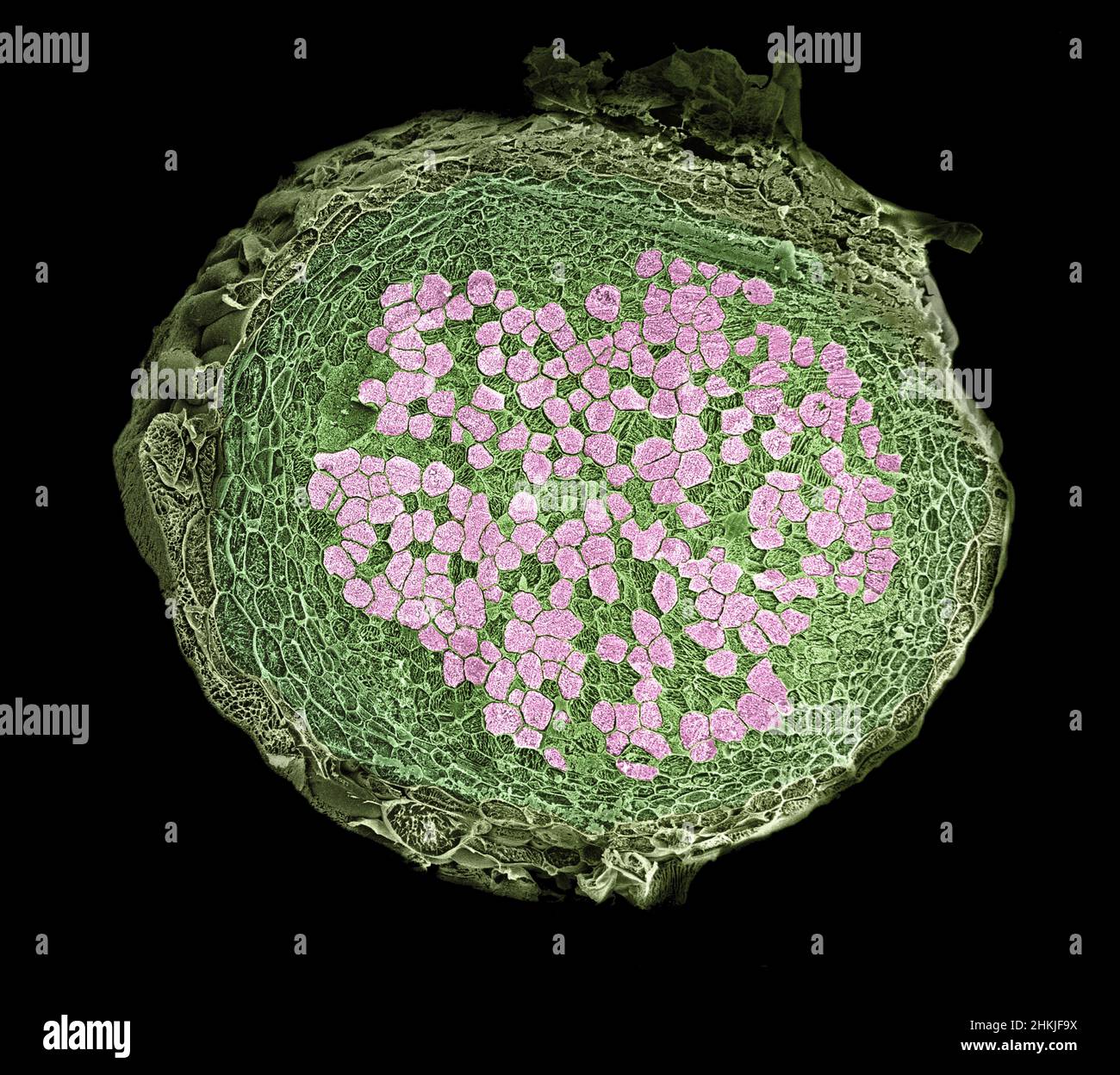 Cross section of a pea root nodule Stock Photo - Alamy