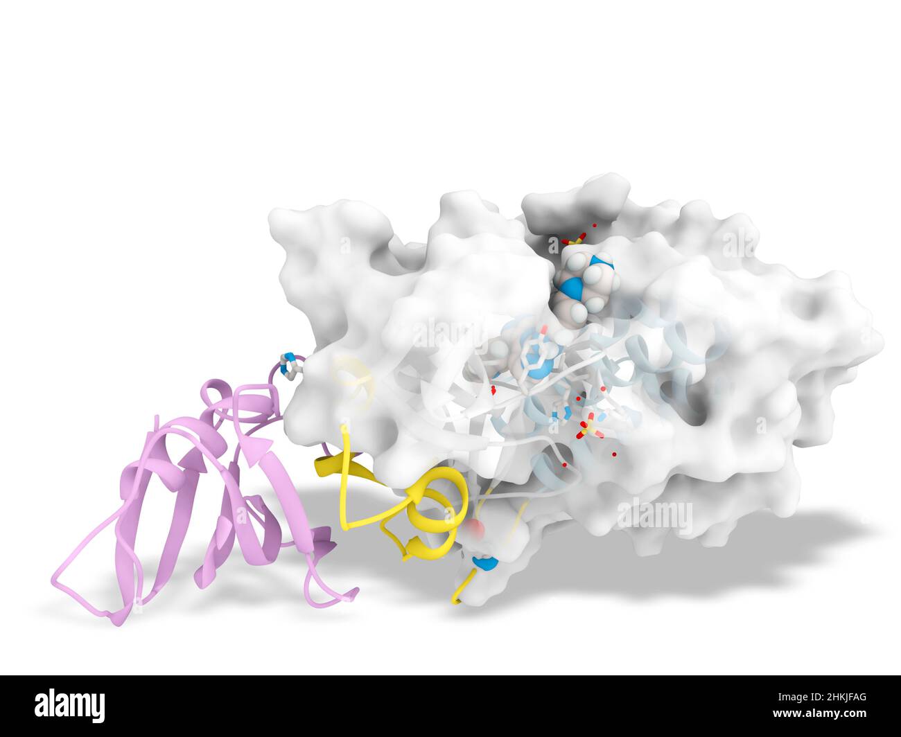 Activin A receptor type I protein, molecular model Stock Photo - Alamy