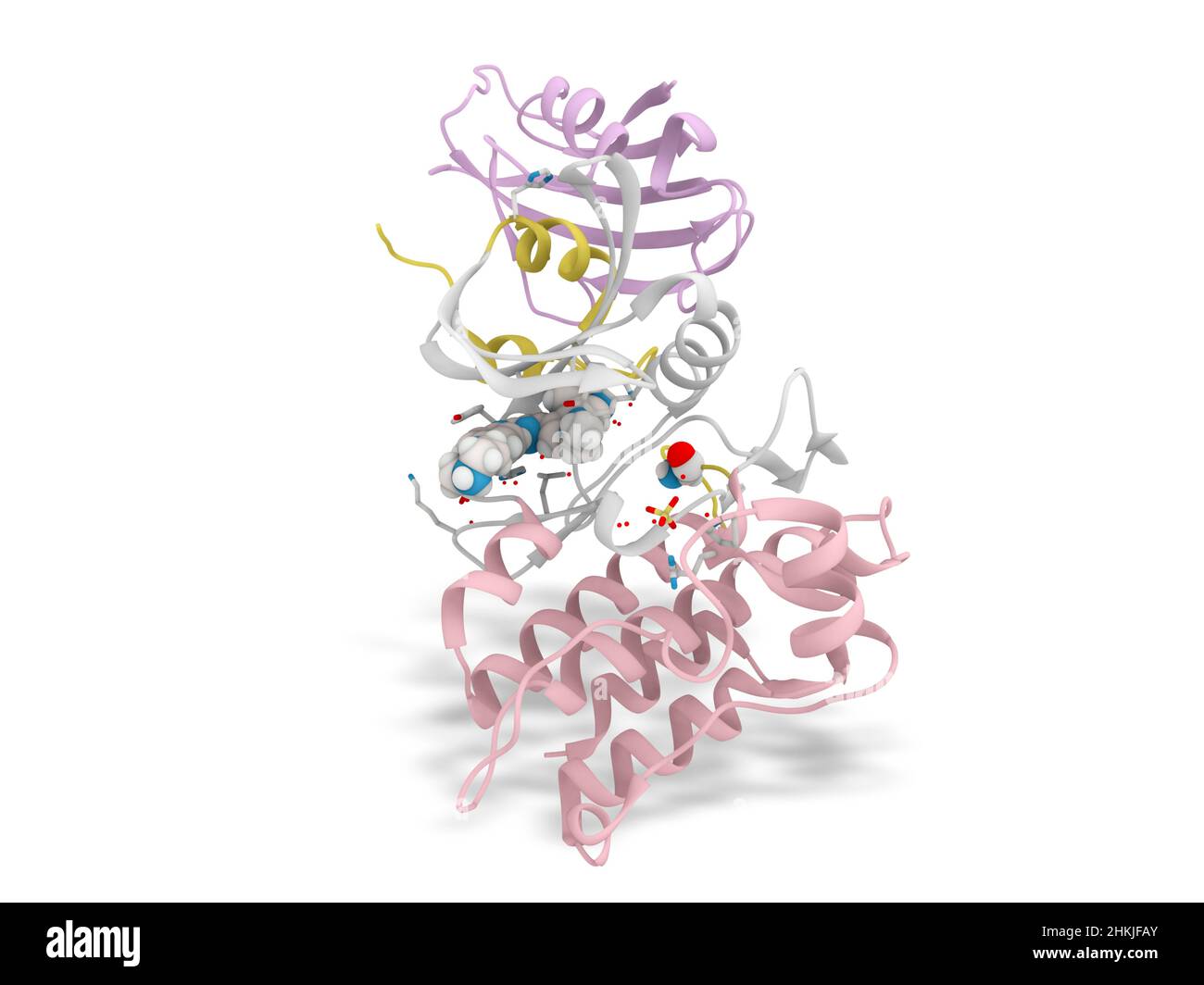 Activin A receptor type I protein, molecular model Stock Photo - Alamy