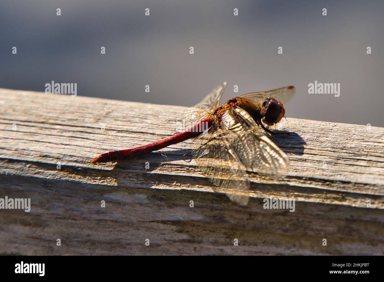Libellulidae, red male Sympetrum sanguineum or ruddy darter dragonfly ...